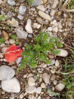 Feld-Ehrenpreis – Veronica arvensis
